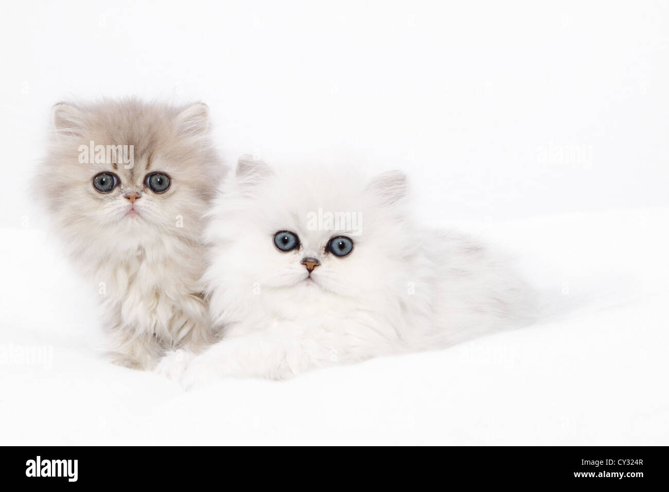 White persians hi-res stock photography and images - Alamy
