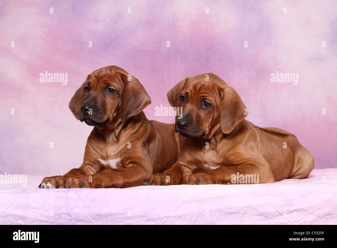 Rhodesian Ridgeback puppies Stock Photo - Alamy