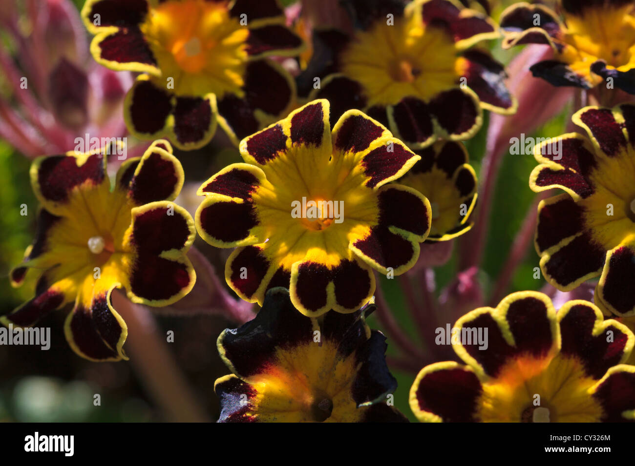 Gold Edged Brown Primroses. Primula Polyanthus 'Gold Laced' Stock Photo ...