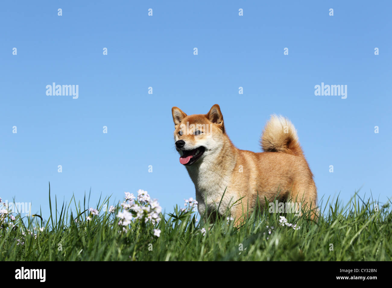 Shiba dog stand hi-res stock photography and images - Alamy