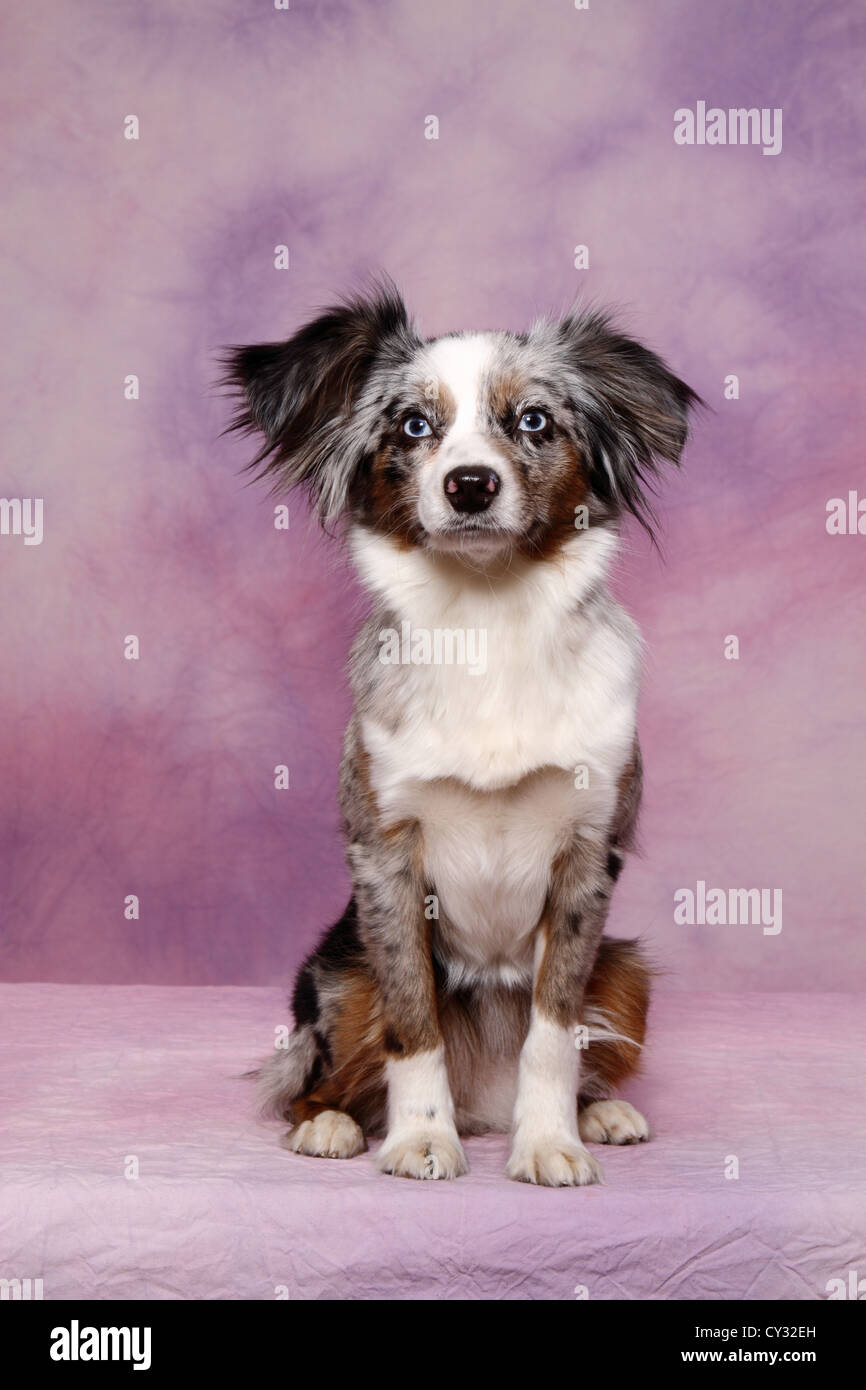 Toy Australian Shepherd Stock Photo - Alamy