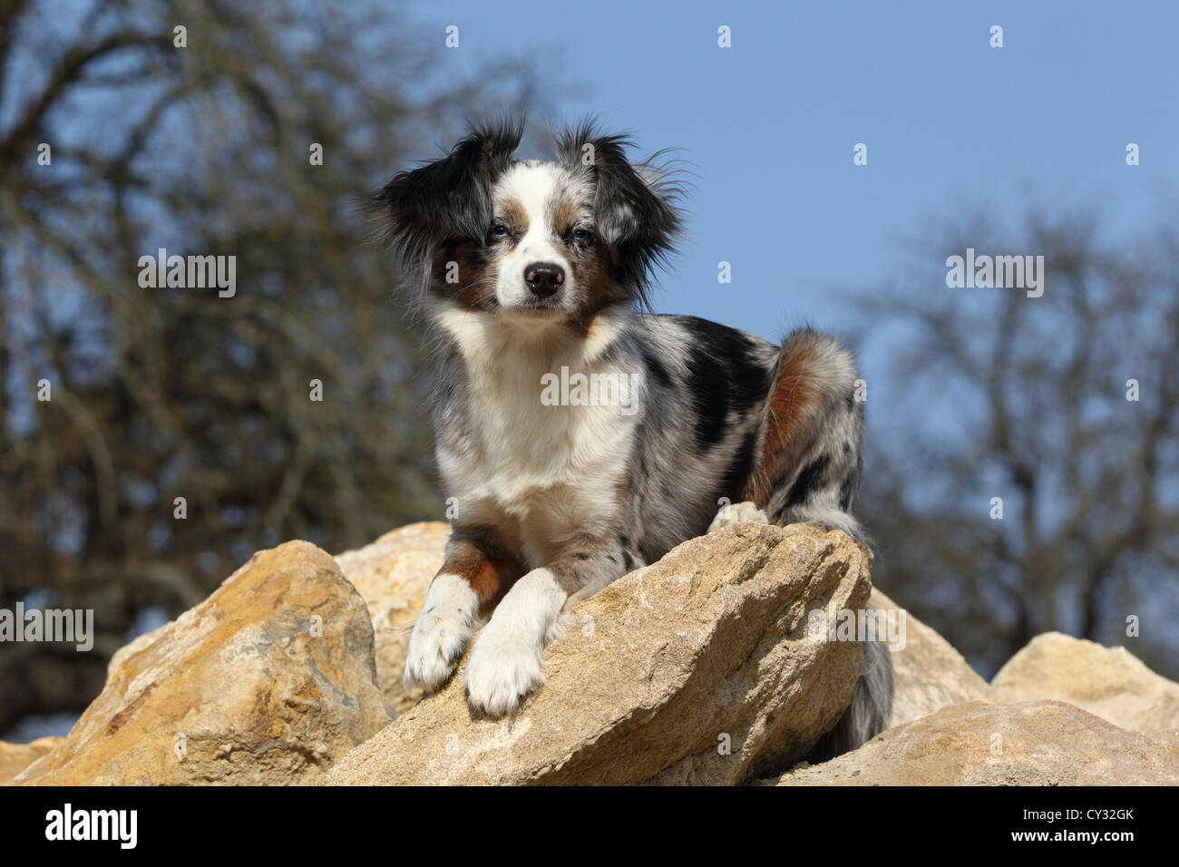 Toy Australian Shepherd Stock Photo - Alamy