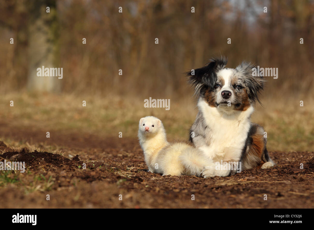 dog and ferret Stock Photo - Alamy