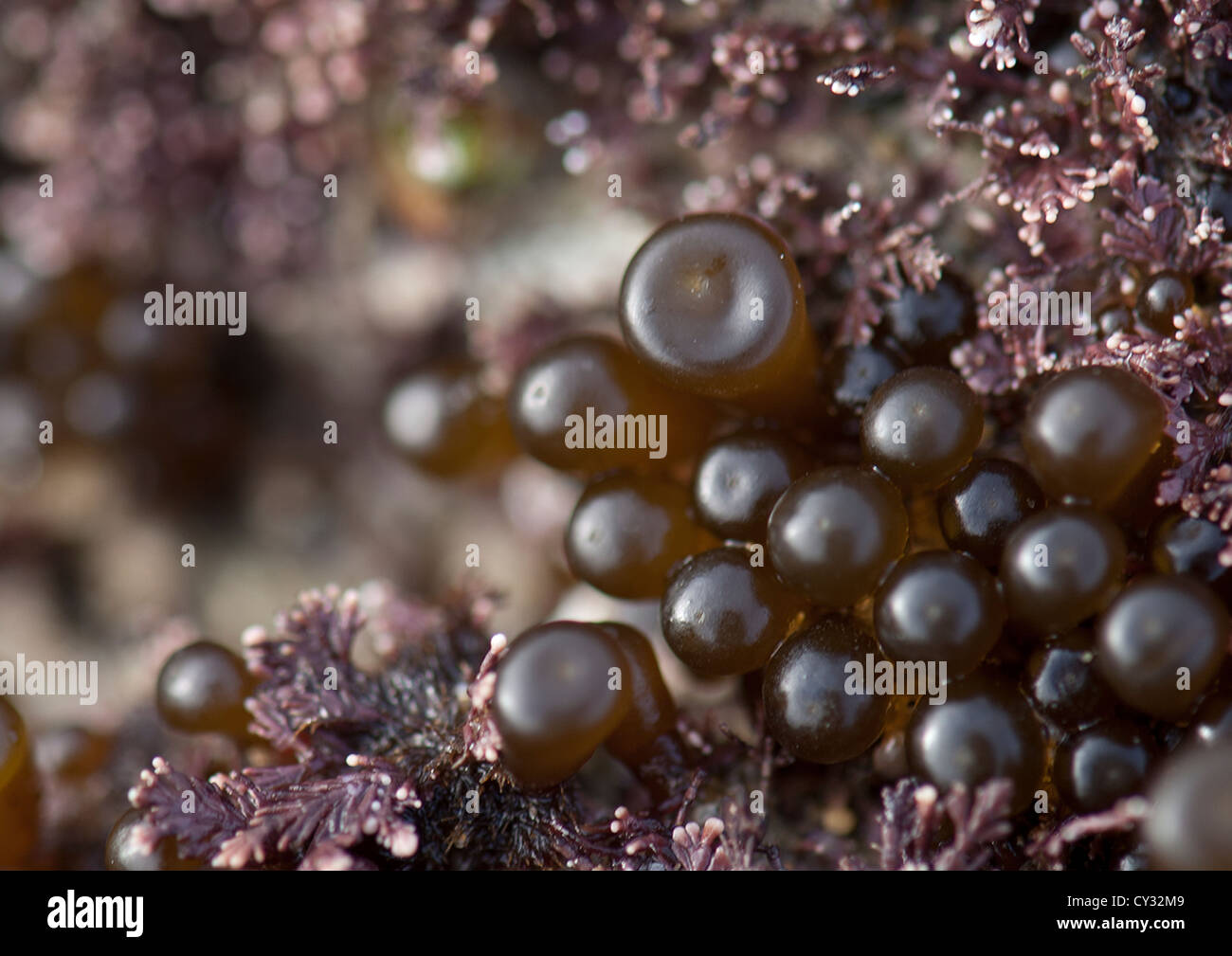 Macro Image of Thong Weed, Himanthalia Elongata Stock Photo - Alamy