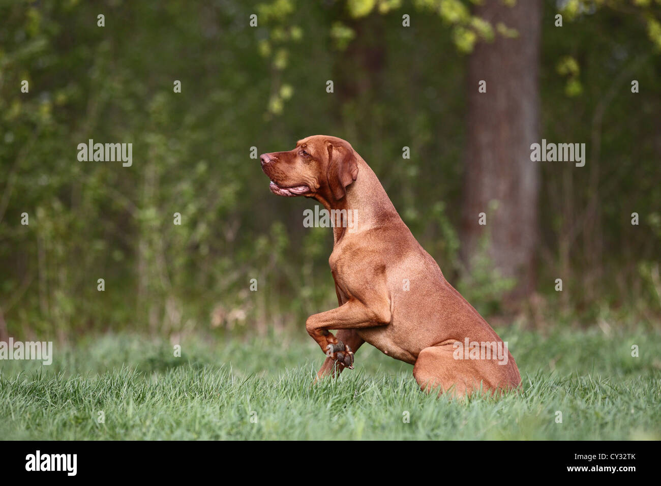 sitting Magyar Vizsla Stock Photo - Alamy