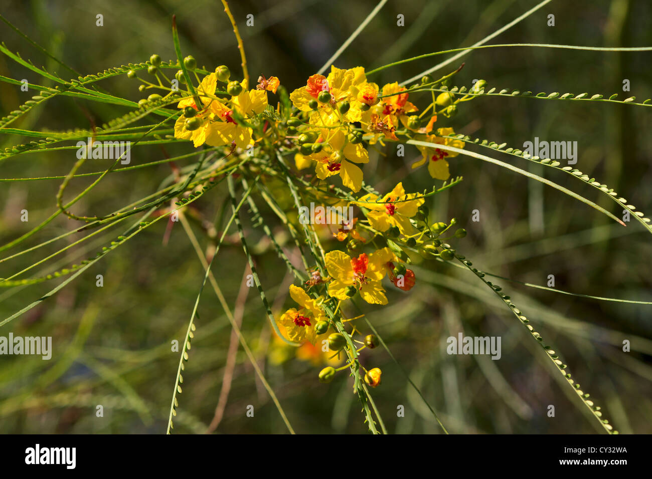 Jerusalem Thorn, Parkinsonia aculeata Stock Photo - Alamy