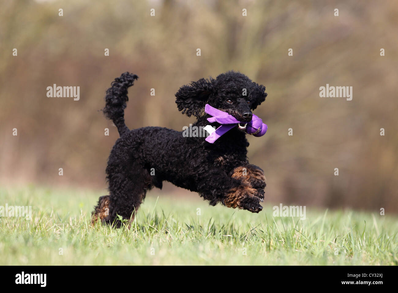 Miniature poodle black tan hi-res stock photography and images - Alamy