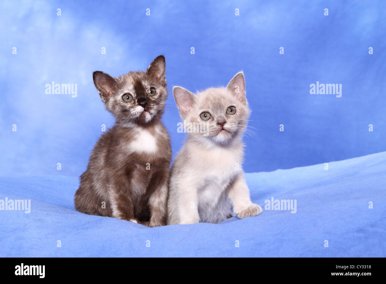 Burmese Babies High Resolution Stock Photography and Images - Alamy