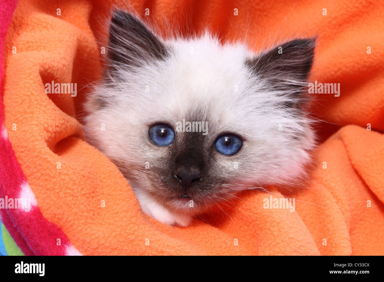 Sacred Birman Kitten Stock Photo - Alamy