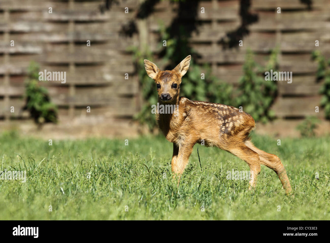 Fawn side view hi-res stock photography and images - Alamy