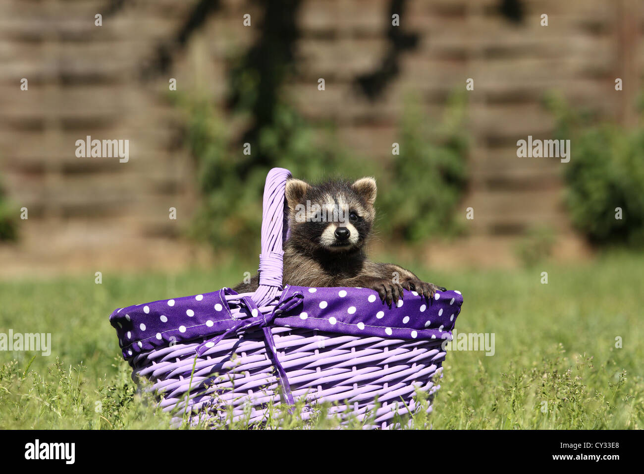 northern raccoon baby Stock Photo - Alamy
