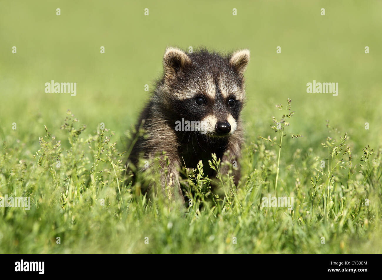 northern raccoon baby Stock Photo - Alamy