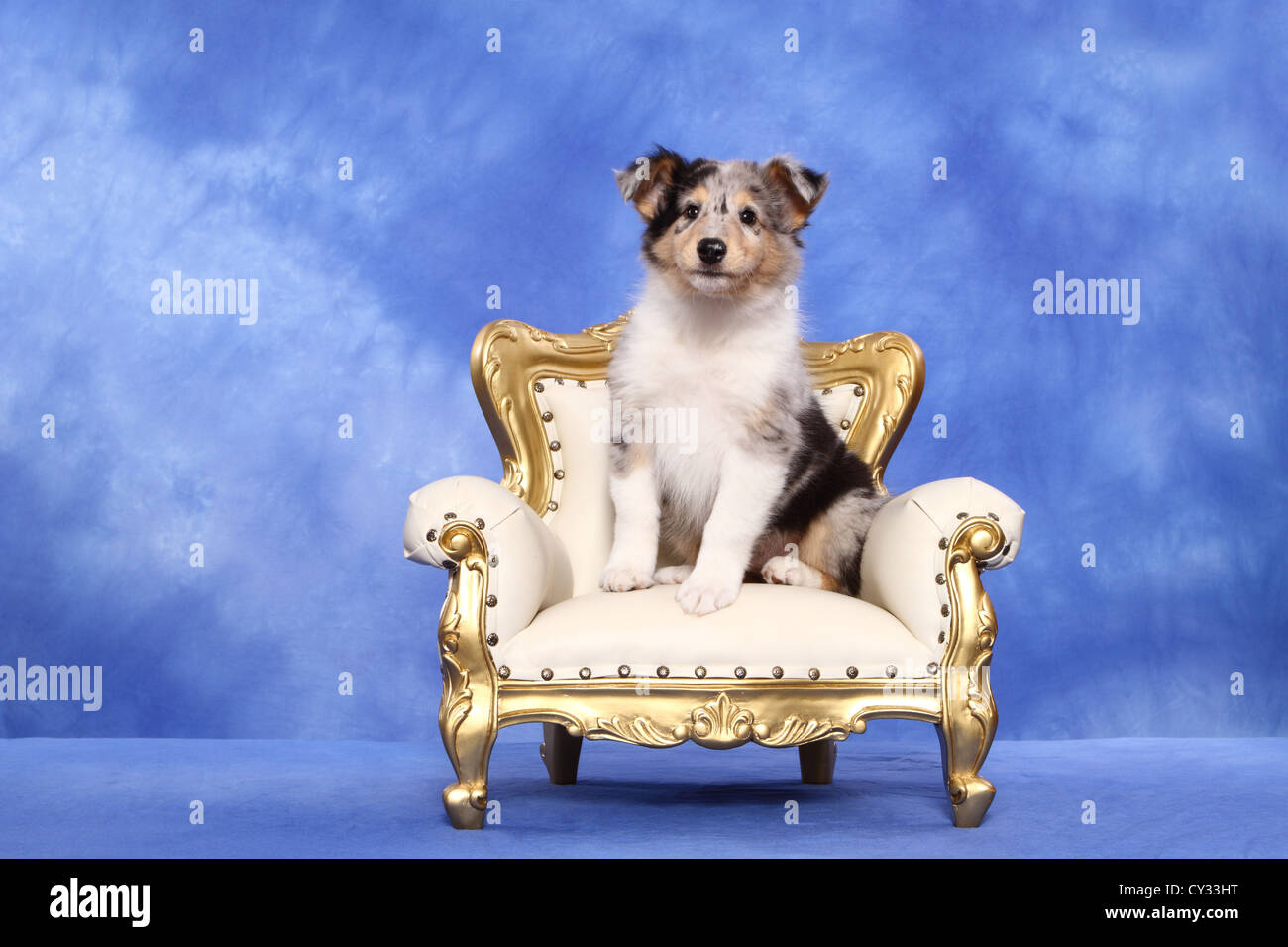 Young longhaired collie hi-res stock photography and images - Alamy