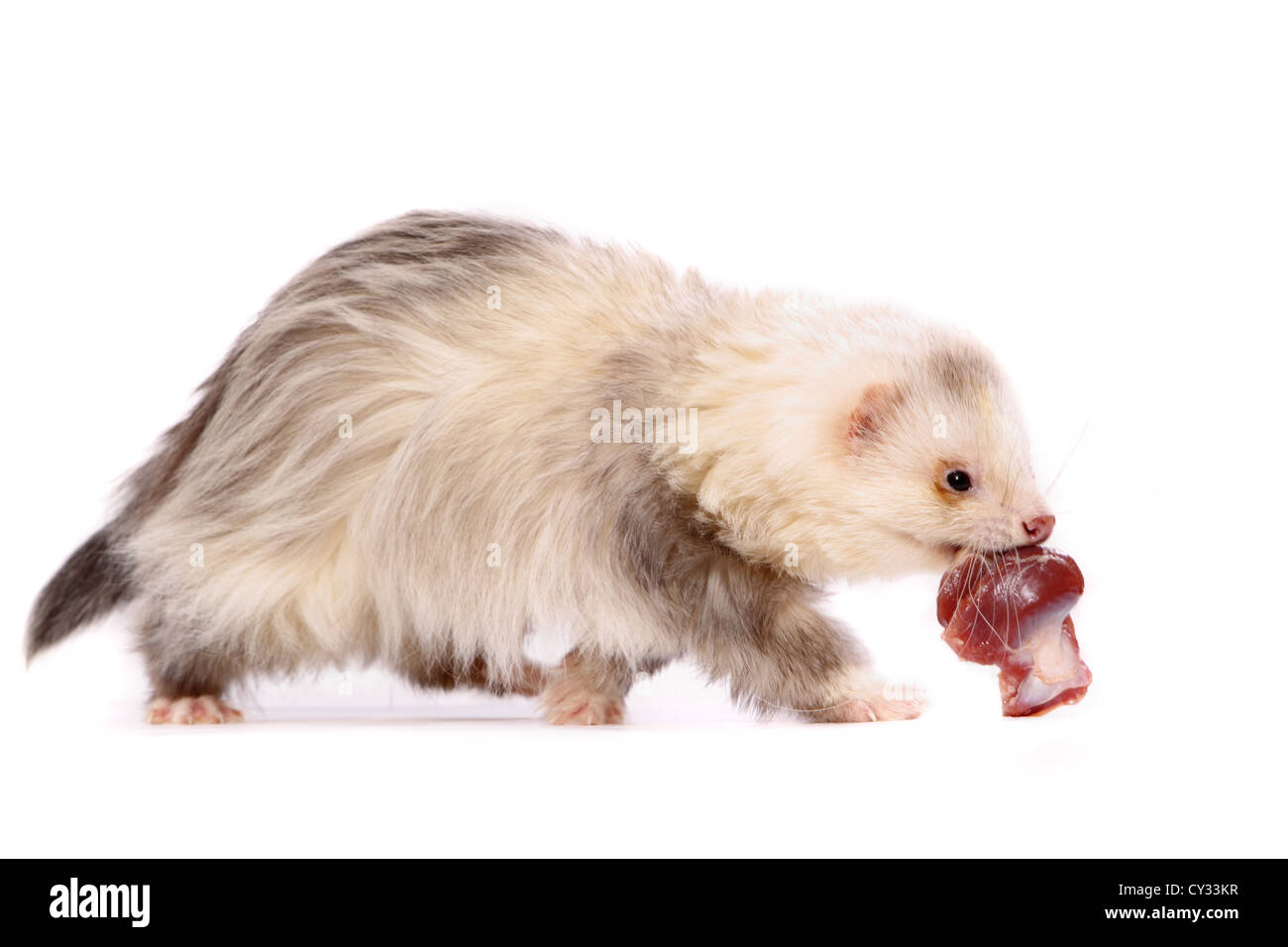 Ferret eating food hi-res stock photography and images - Alamy