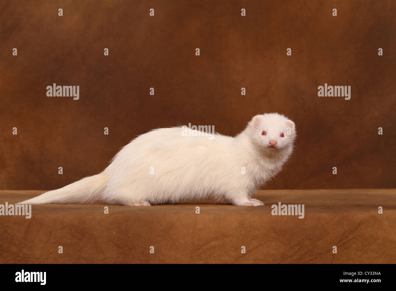Pink ferret hi-res stock photography and images - Alamy
