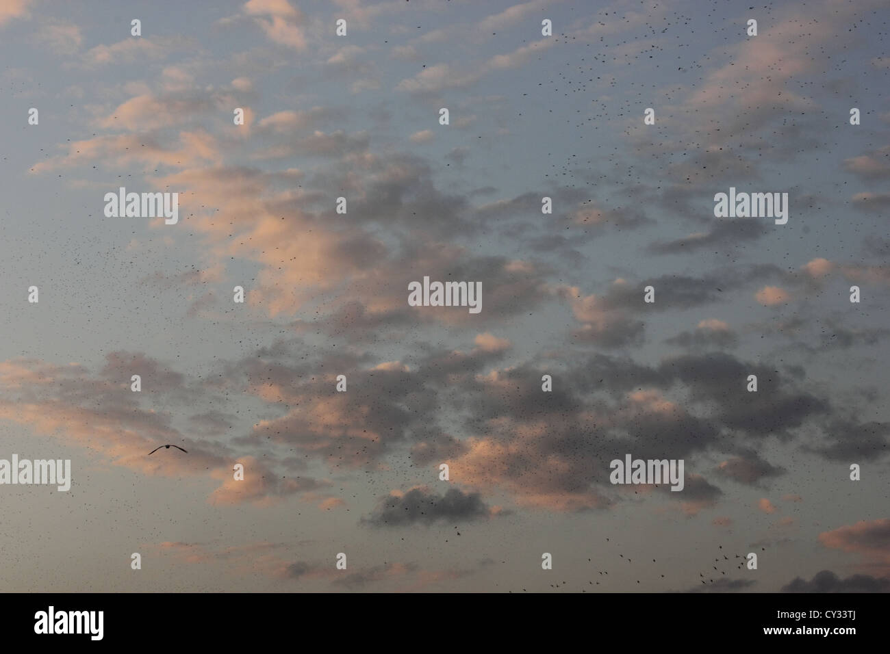 birds migrating, a beautiful sequence of birds migrating, Roma, Rome ...
