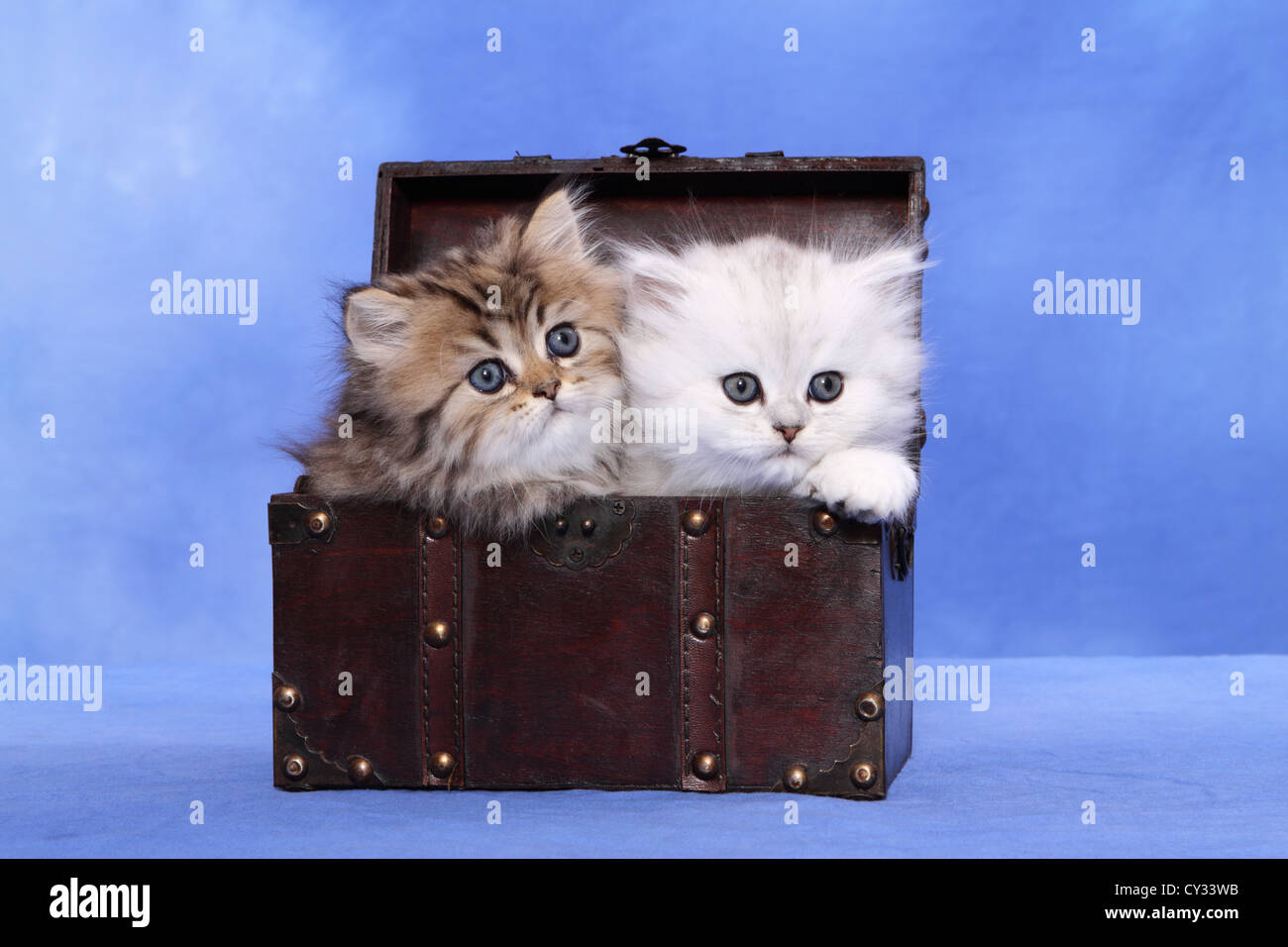 Persian box hi-res stock photography and images - Alamy
