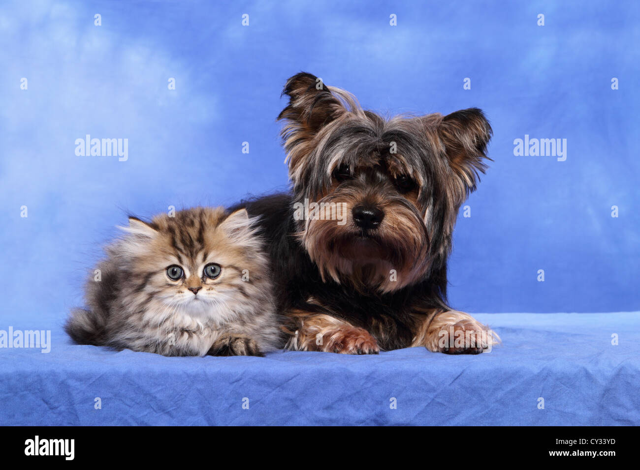 Are Yorkshire Terriers Ok With Cats