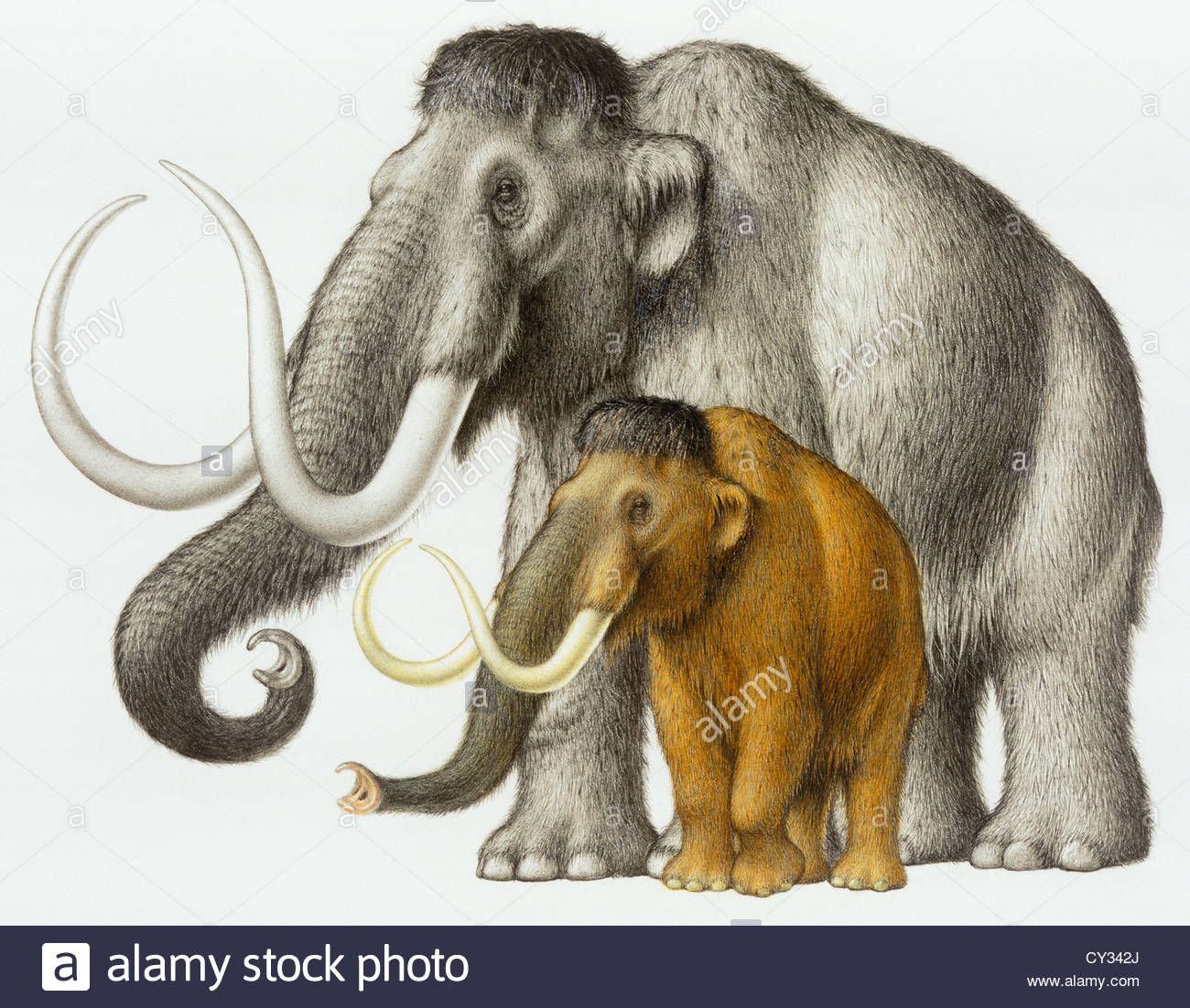 Wooly Mammoth Illustration Stock Photos & Wooly Mammoth Illustration ...