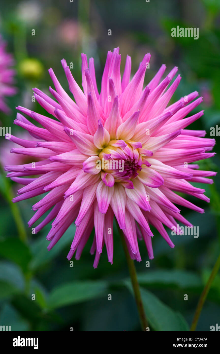Dahlia ,Ruskin Andrea,Close up RHS Wisley Gardens Surrey England Stock ...