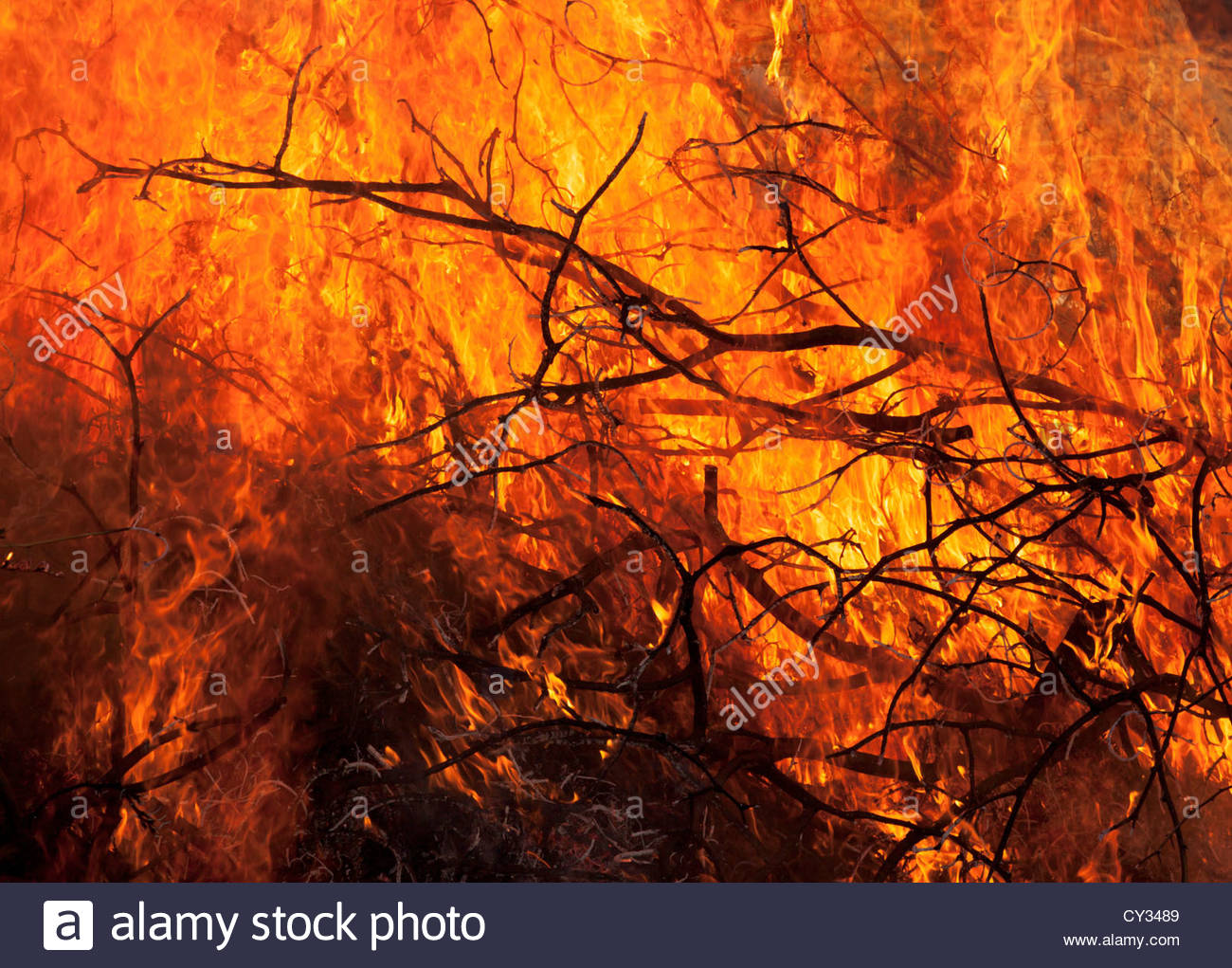 Fire Weeds High Resolution Stock Photography and Images - Alamy