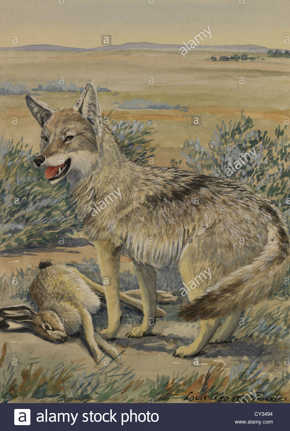 Coyote With Rabbit Stock Photos & Coyote With Rabbit Stock Images - Alamy