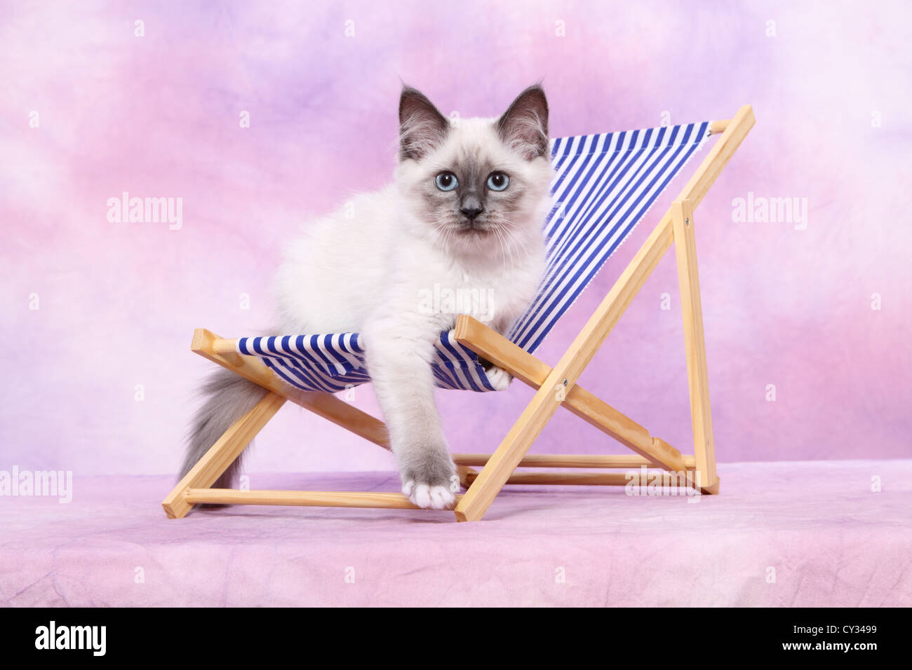 Sacred Birman kitten Stock Photo - Alamy