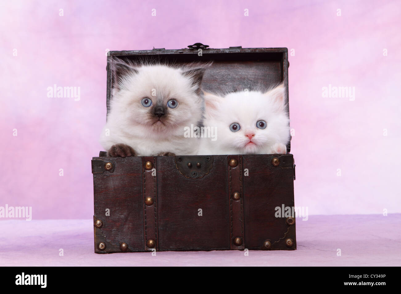 Persian box hi-res stock photography and images - Alamy
