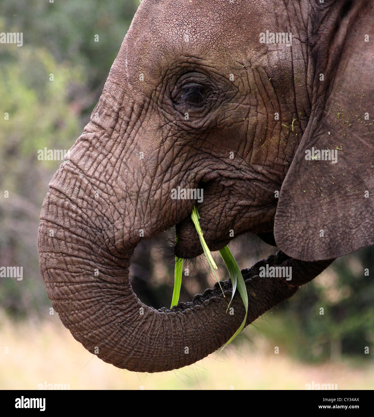 Flora and fauna, elephant hi-res stock photography and images - Alamy