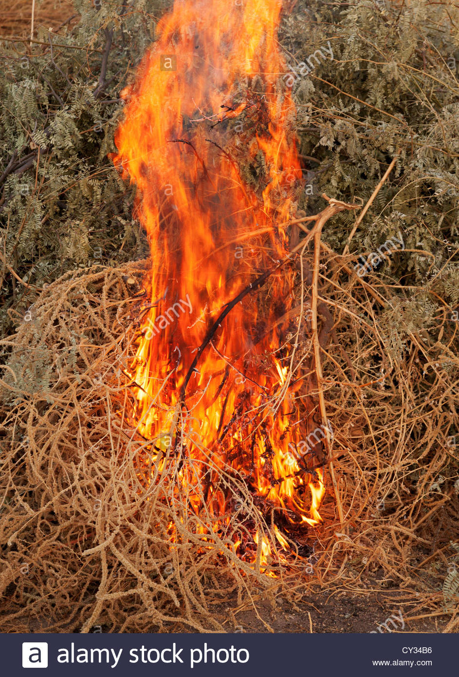 Fire Weeds High Resolution Stock Photography and Images - Alamy