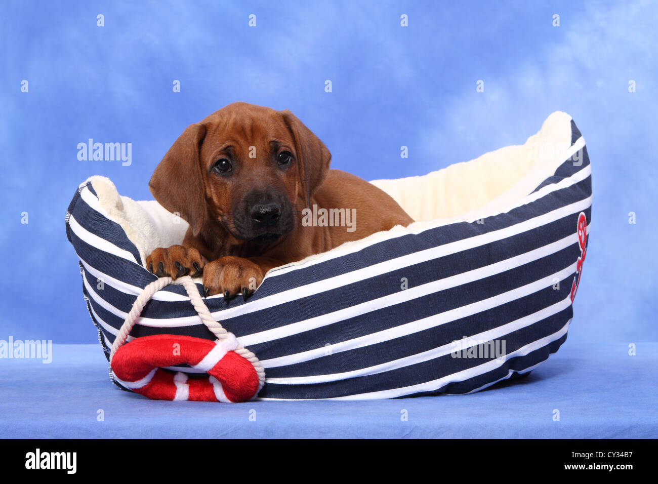 Rhodesian Ridgeback Puppy Stock Photo - Alamy