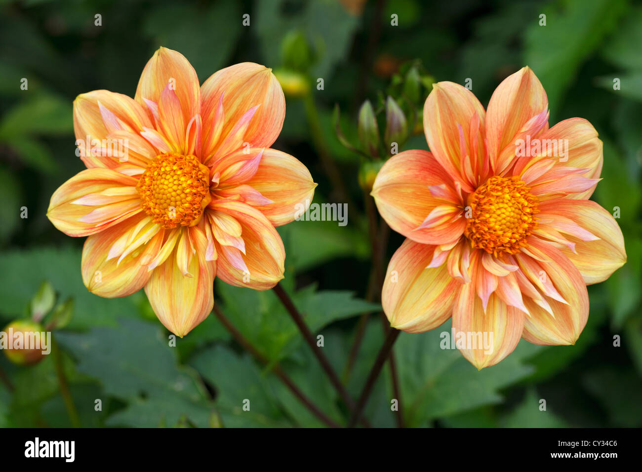 Carstone firebox hi-res stock photography and images - Alamy