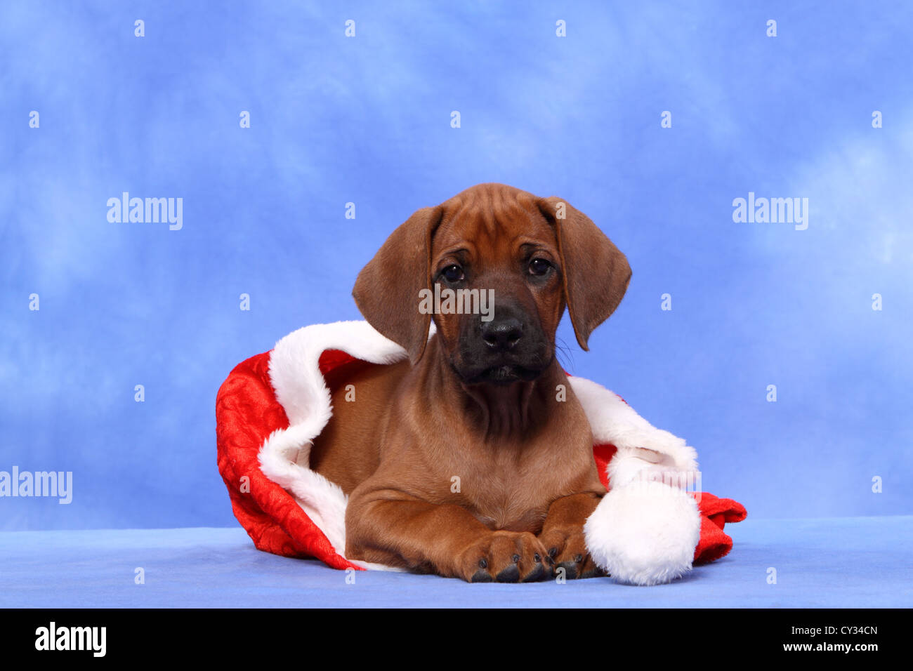 Rhodesian Ridgeback Puppy Stock Photo - Alamy