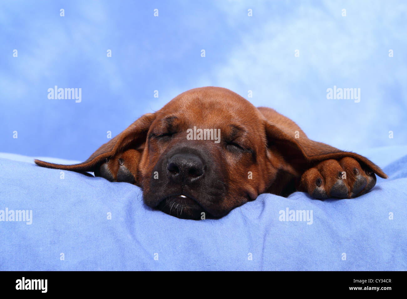 Rhodesian Ridgeback Puppy Stock Photo - Alamy