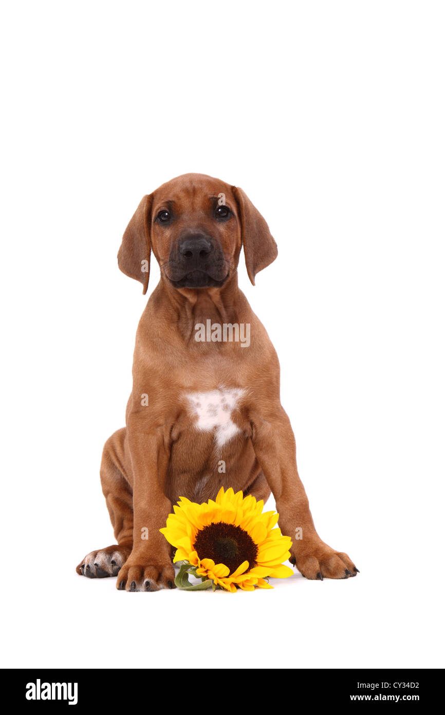 Rhodesian Ridgeback Puppy Stock Photo - Alamy