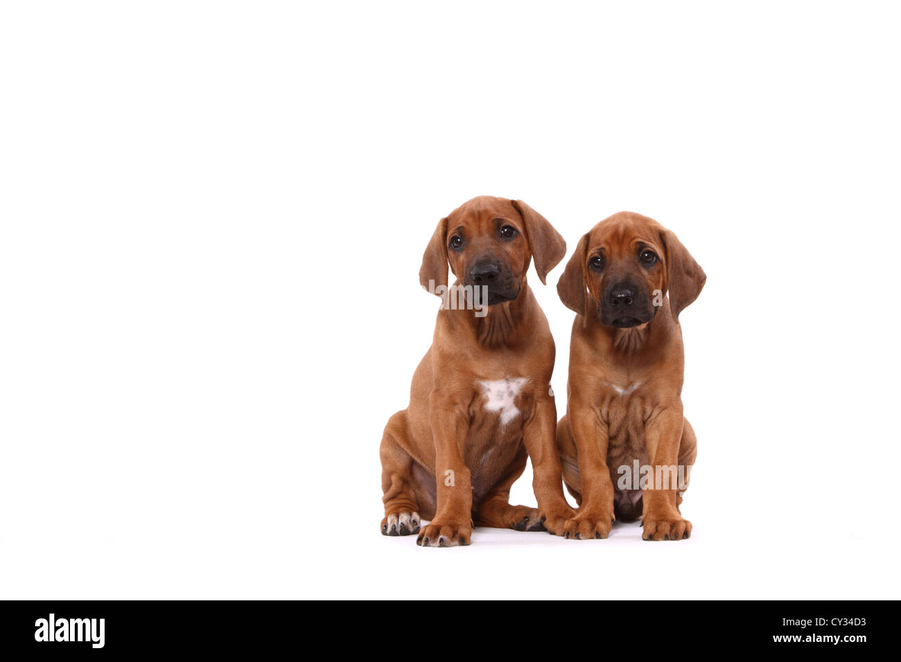 Rhodesian Ridgeback Puppies Stock Photo - Alamy