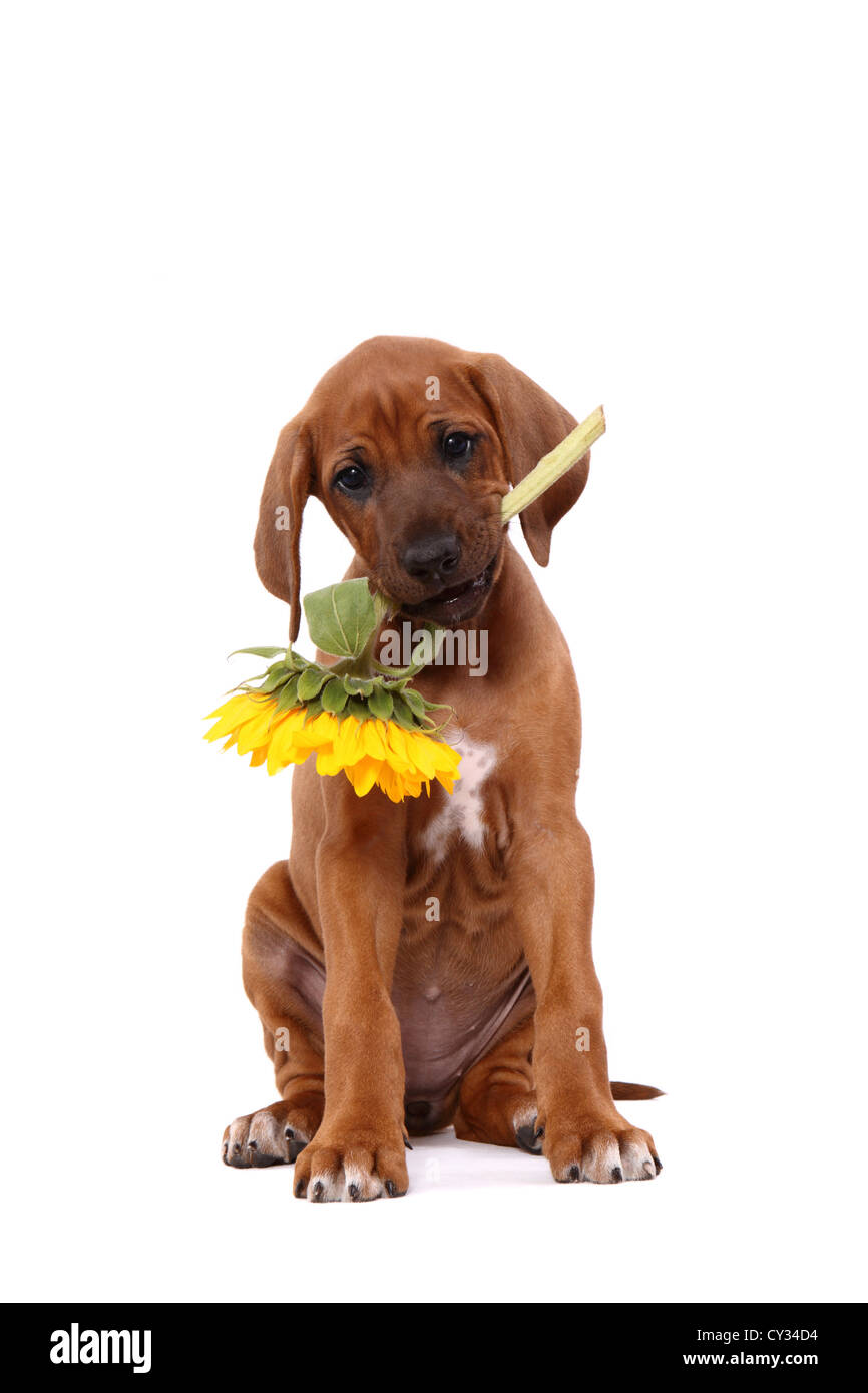 Rhodesian Ridgeback Puppy Stock Photo - Alamy