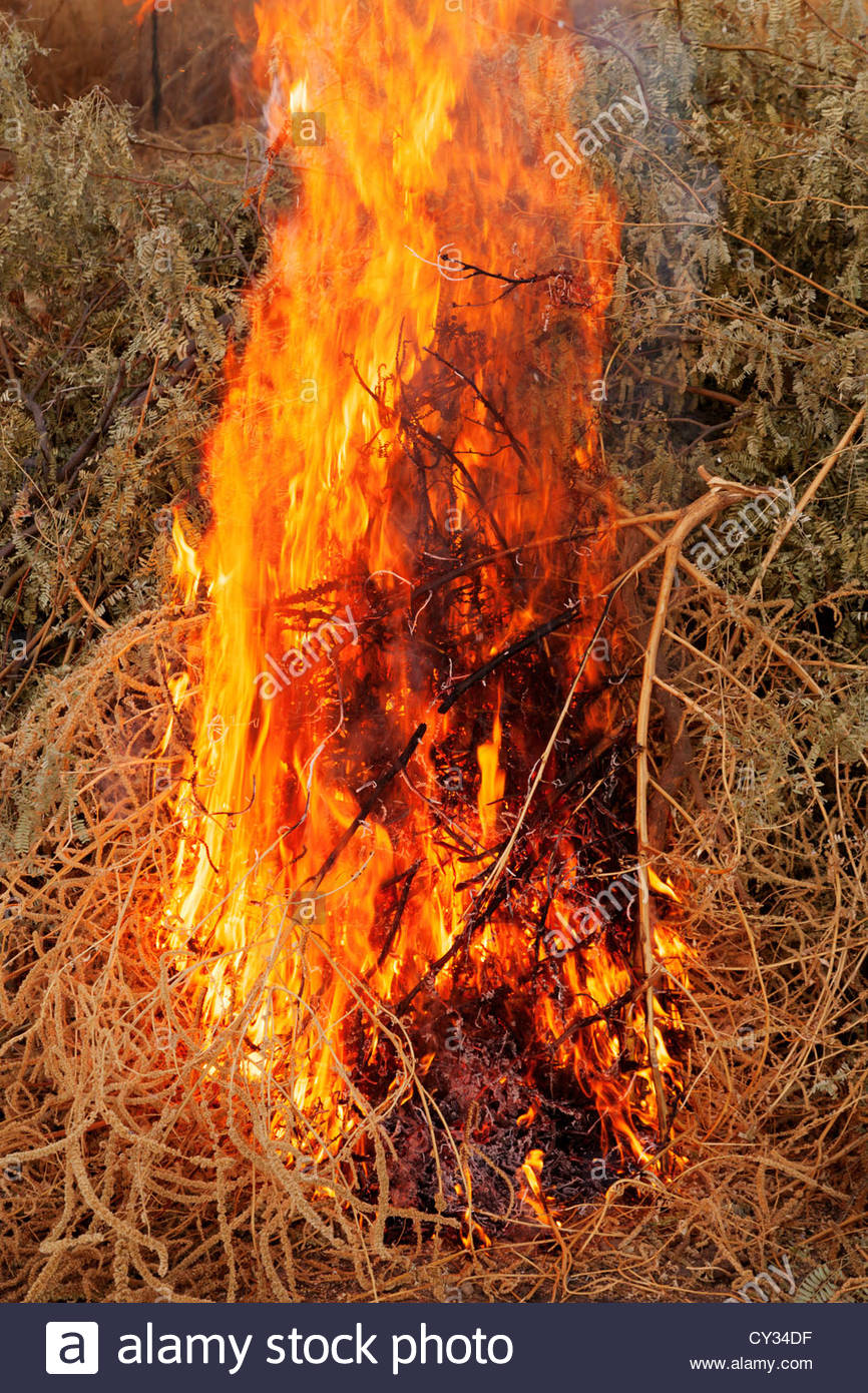 Fire Weeds High Resolution Stock Photography and Images - Alamy