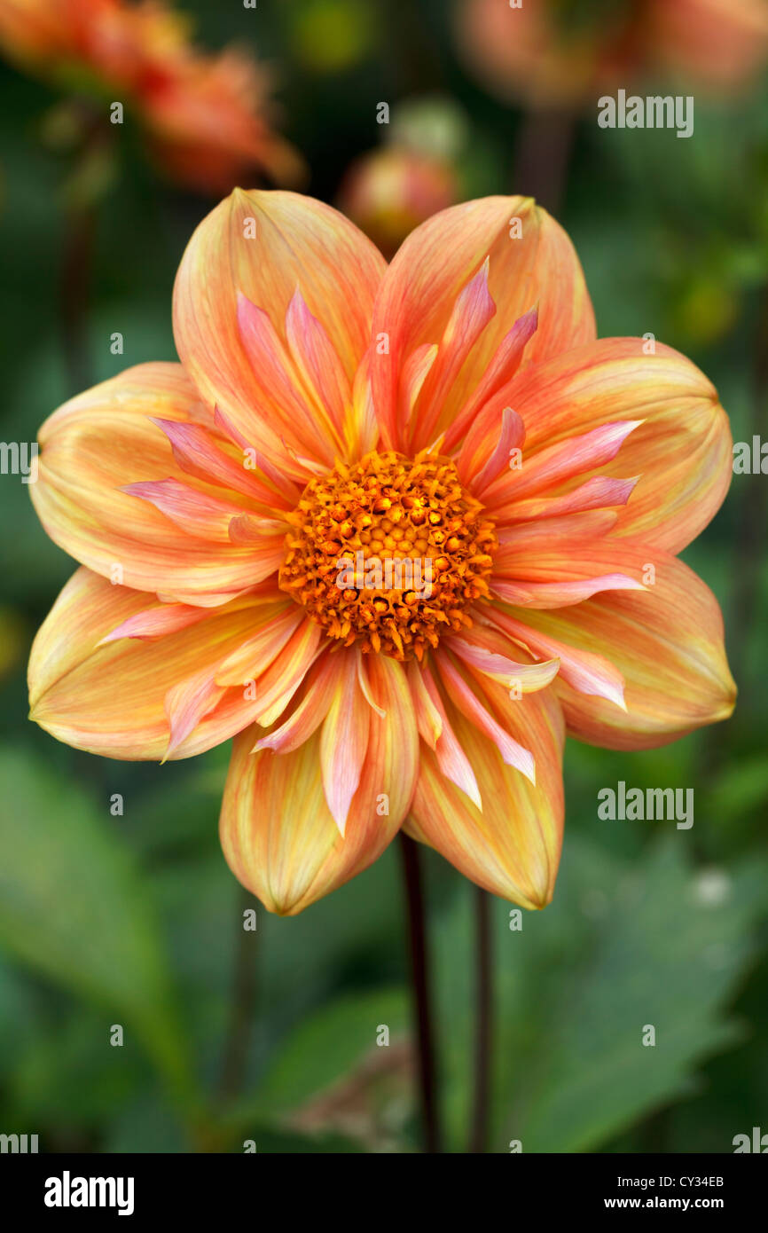 Dahlia carstone firebox hi-res stock photography and images - Alamy