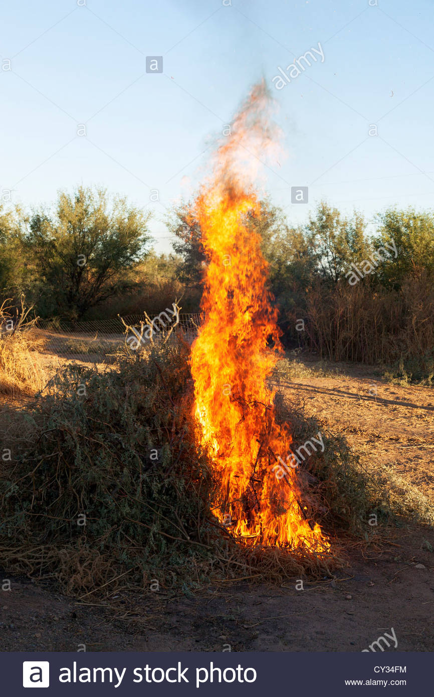 Fire Weeds High Resolution Stock Photography and Images - Alamy