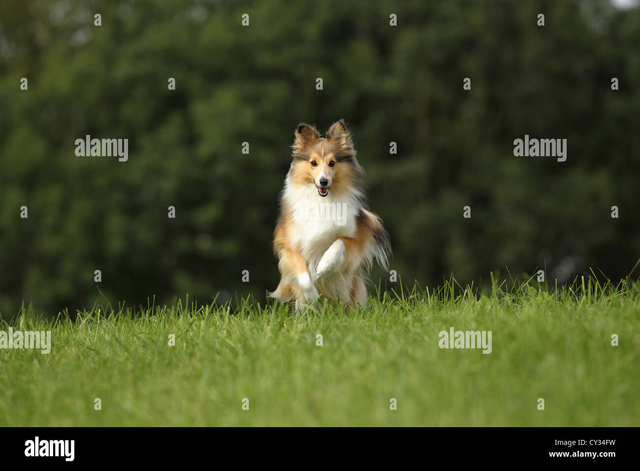 running Shetland Sheepdog Stock Photo - Alamy