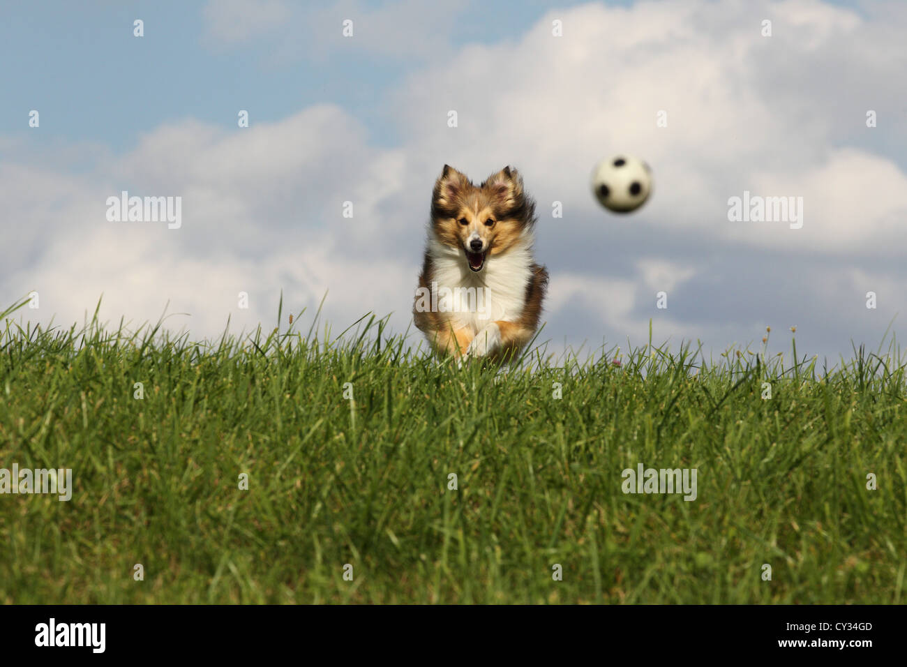 playing Shetland Sheepdog Stock Photo - Alamy