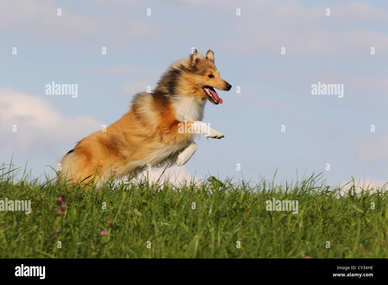 running Shetland Sheepdog Stock Photo - Alamy