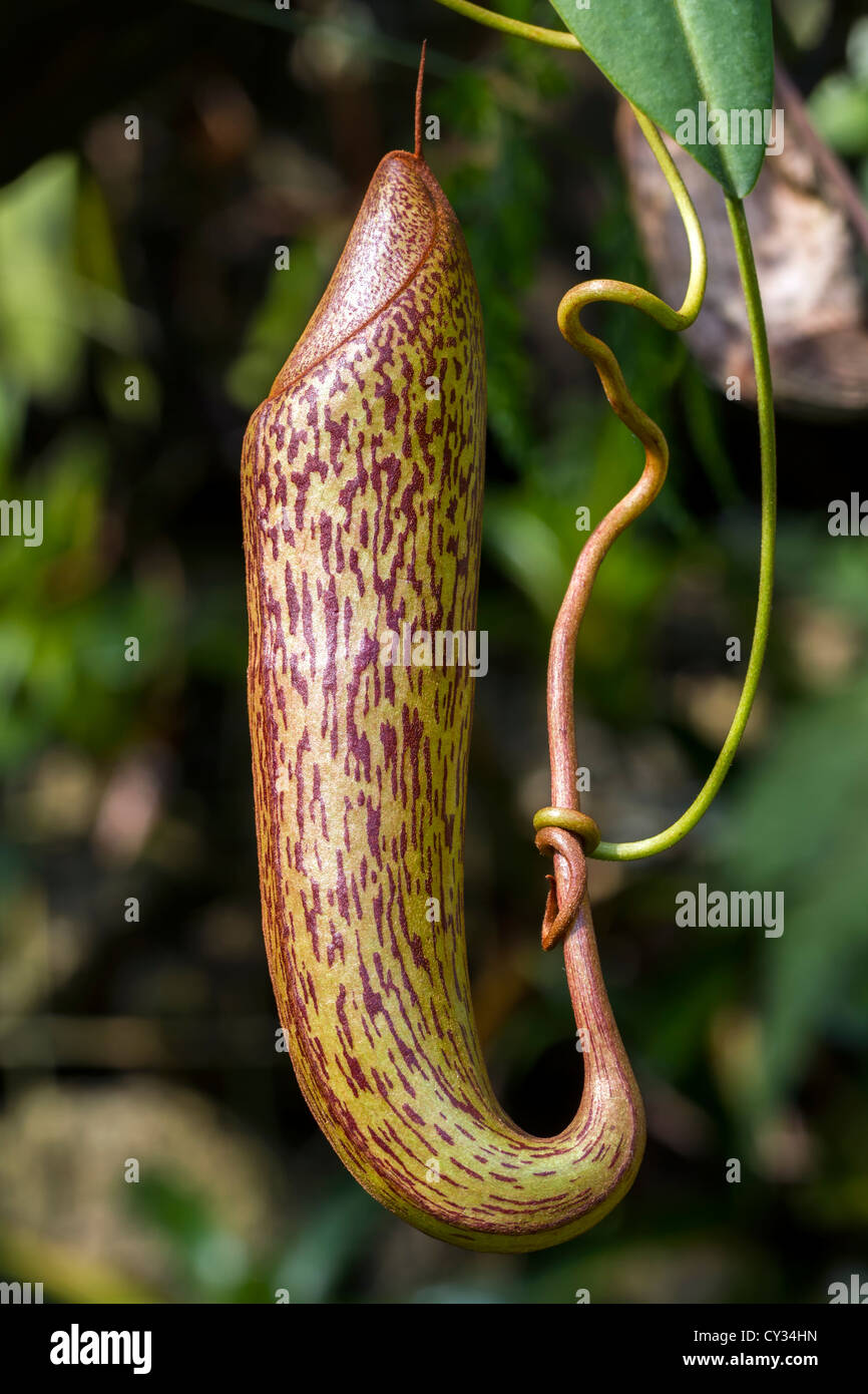 Hanging pitcher plant hi-res stock photography and images - Alamy