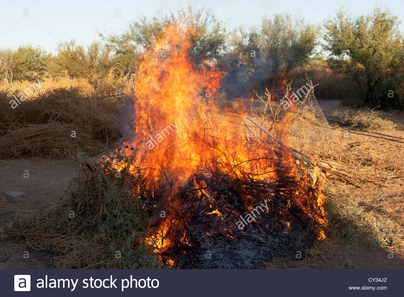 Fire Weeds High Resolution Stock Photography and Images - Alamy
