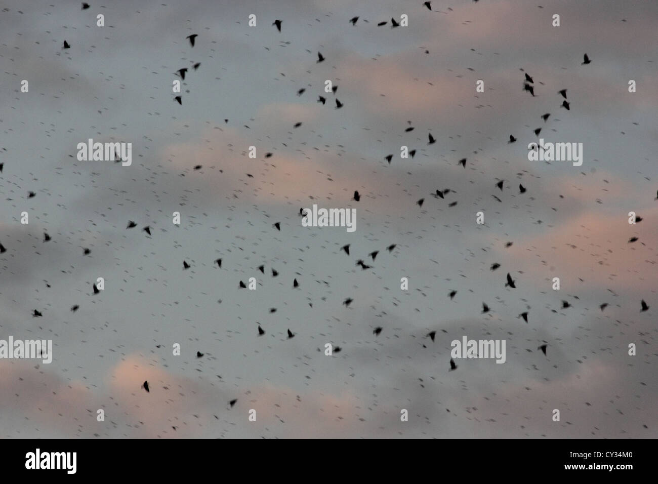 birds migrating, a beautiful sequence of birds migrating, Roma, Rome ...