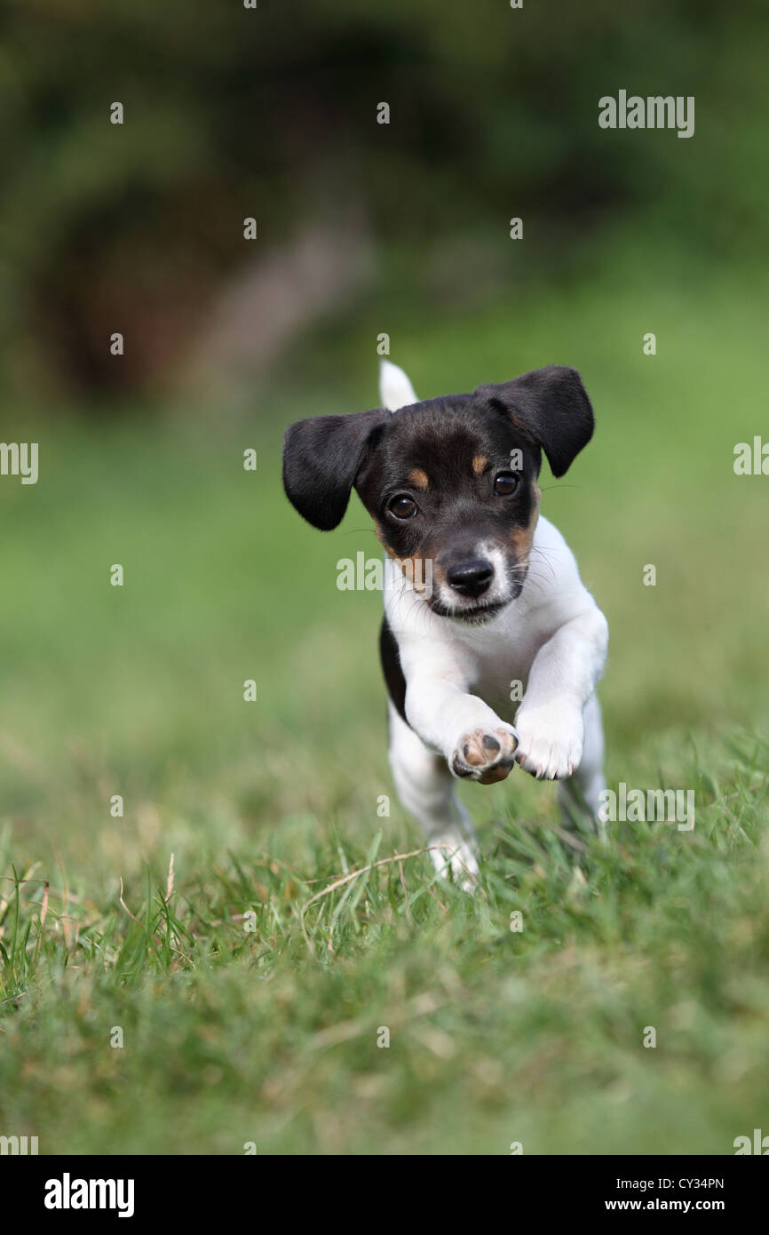 running Jack Russell Terrier Puppy Stock Photo - Alamy