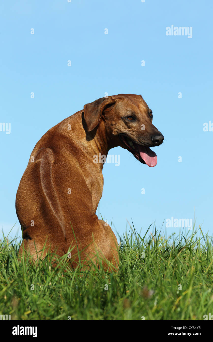 sitting Rhodesian Ridgeback Stock Photo - Alamy