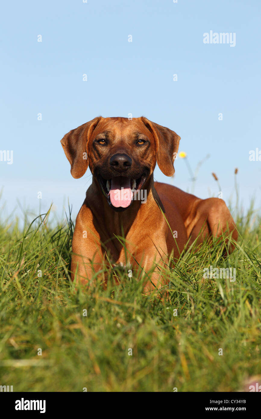 lying Rhodesian Ridgeback Stock Photo - Alamy