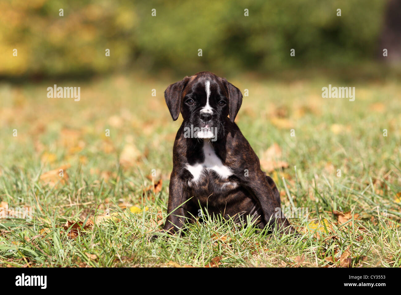 German Boxer Puppy Stock Photo - Alamy
